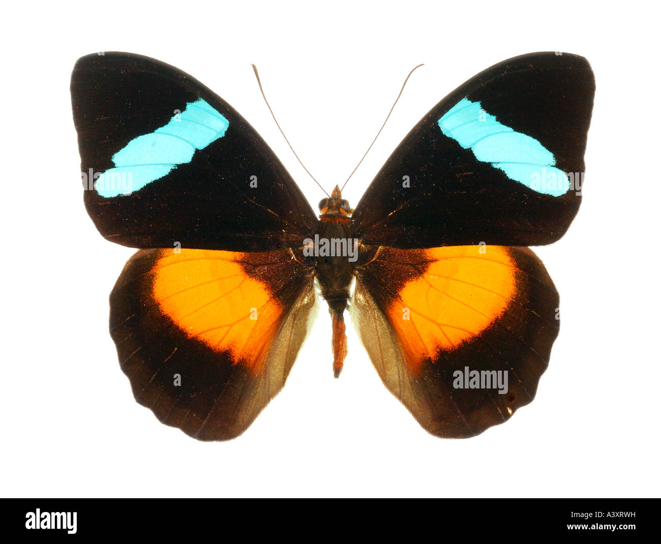Tropical Butterfly, Viewed From Top Down On White Background Stock ...