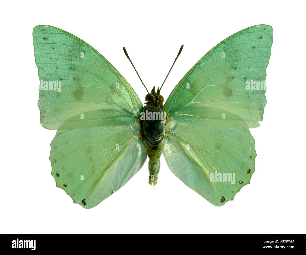 Tropical Butterfly, Viewed From Top Down On White Background Stock ...