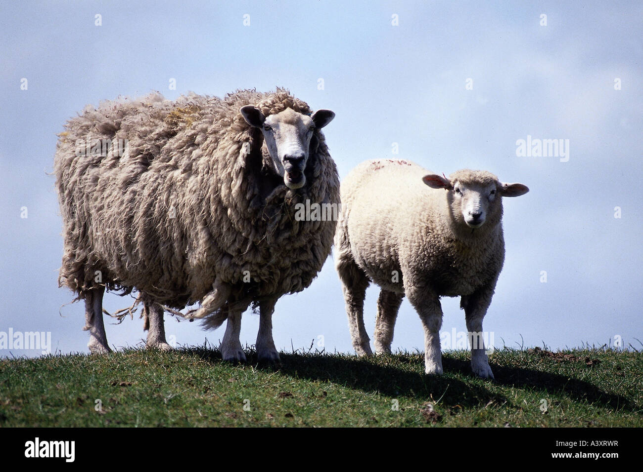 zoology / animals, mammal / mammalian, sheep, (Ovis), two sheep ...