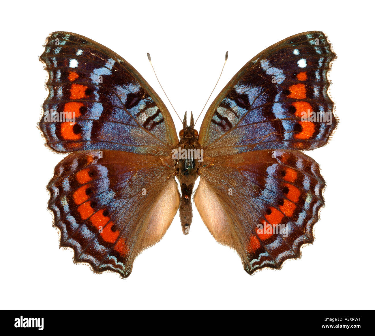 Tropical Butterfly, Viewed From Top Down On White Background Stock ...