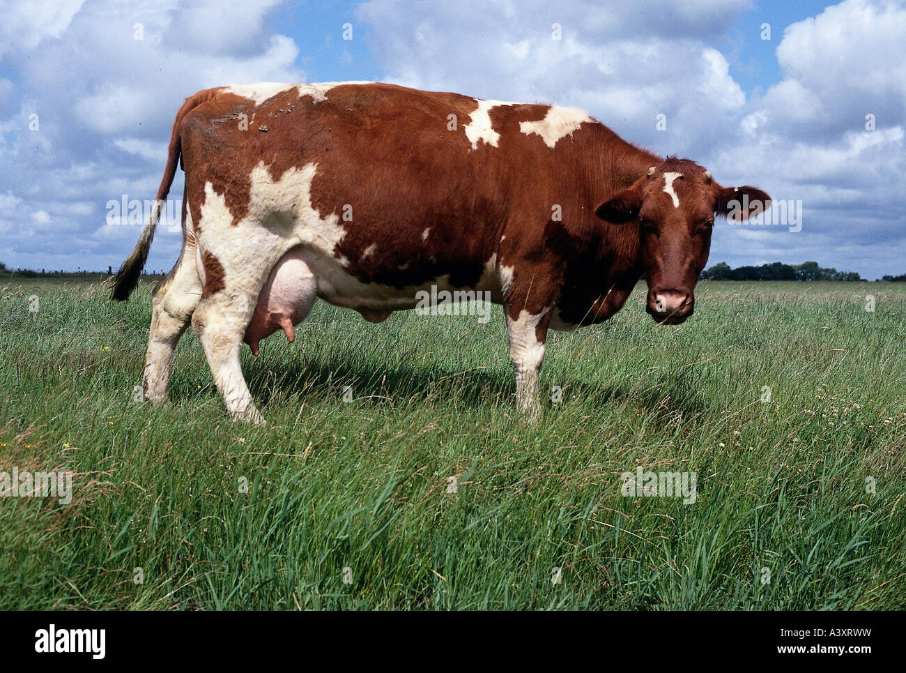German red pied cattle hi-res stock photography and images - Alamy