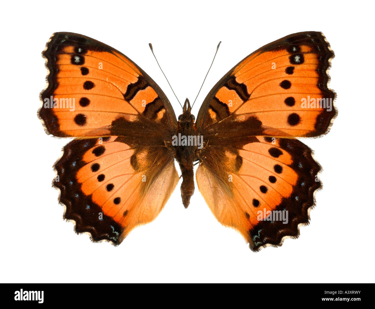 Tropical Butterfly, Viewed From Top Down On White Background Stock ...