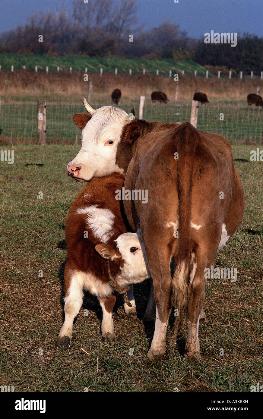 zoology / animals, mammal / mammalian, cattle, (Bos), domestic cattle ...