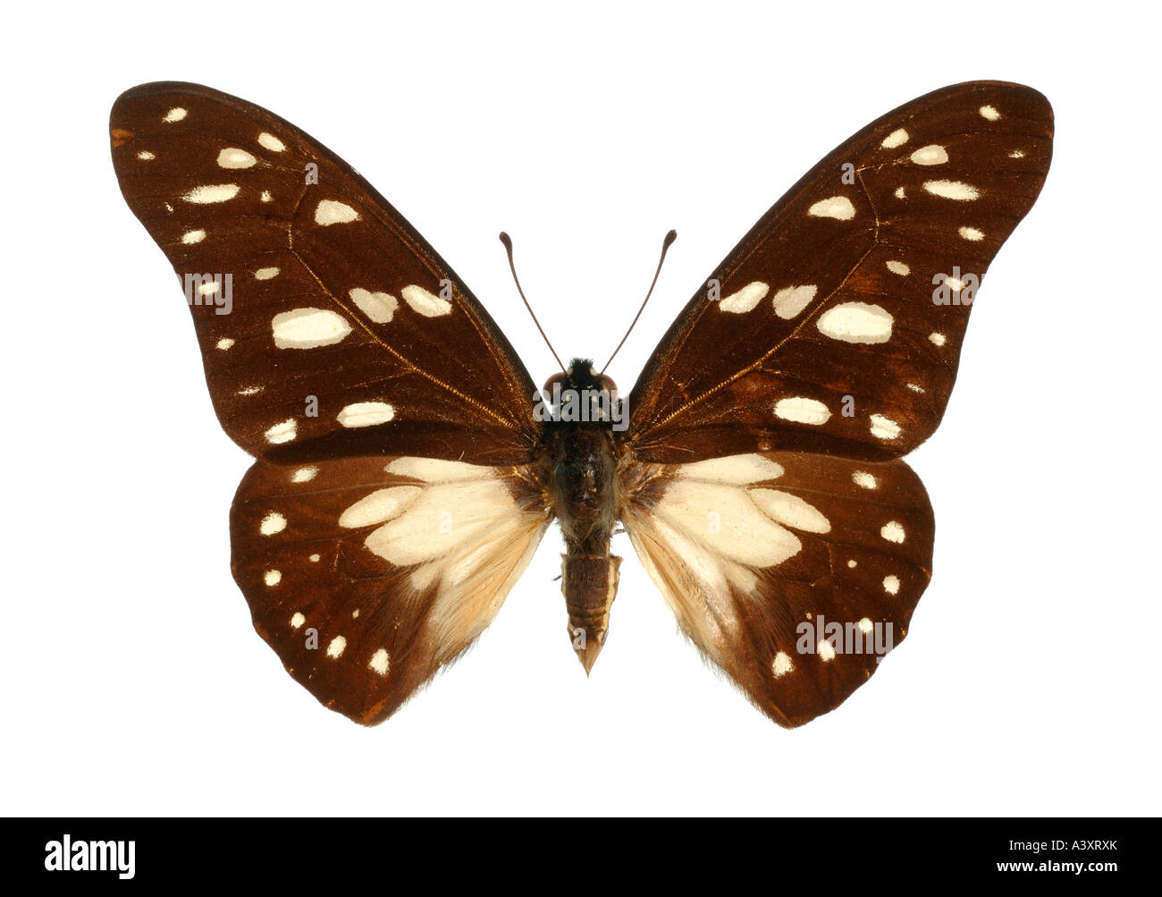 Tropical Butterfly, Viewed From Top Down On White Background Stock ...