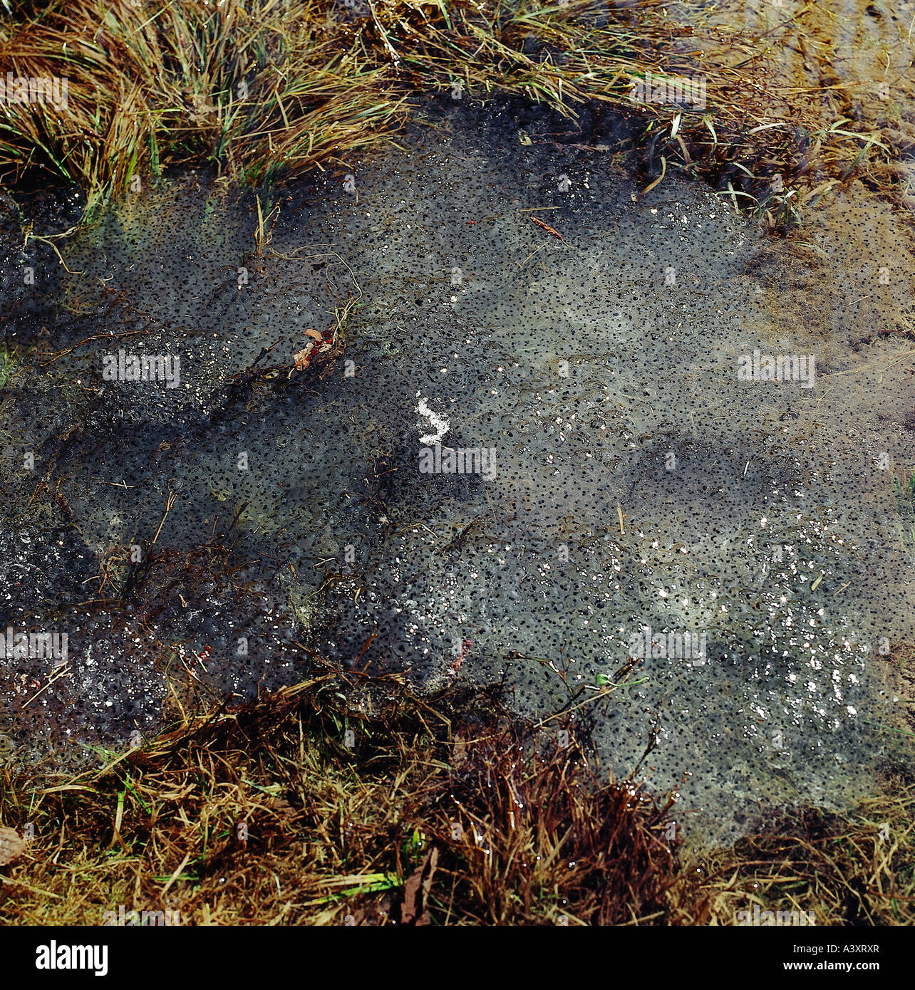 zoology / animals, amphibian, frogs, development, spawn in water, frog ...