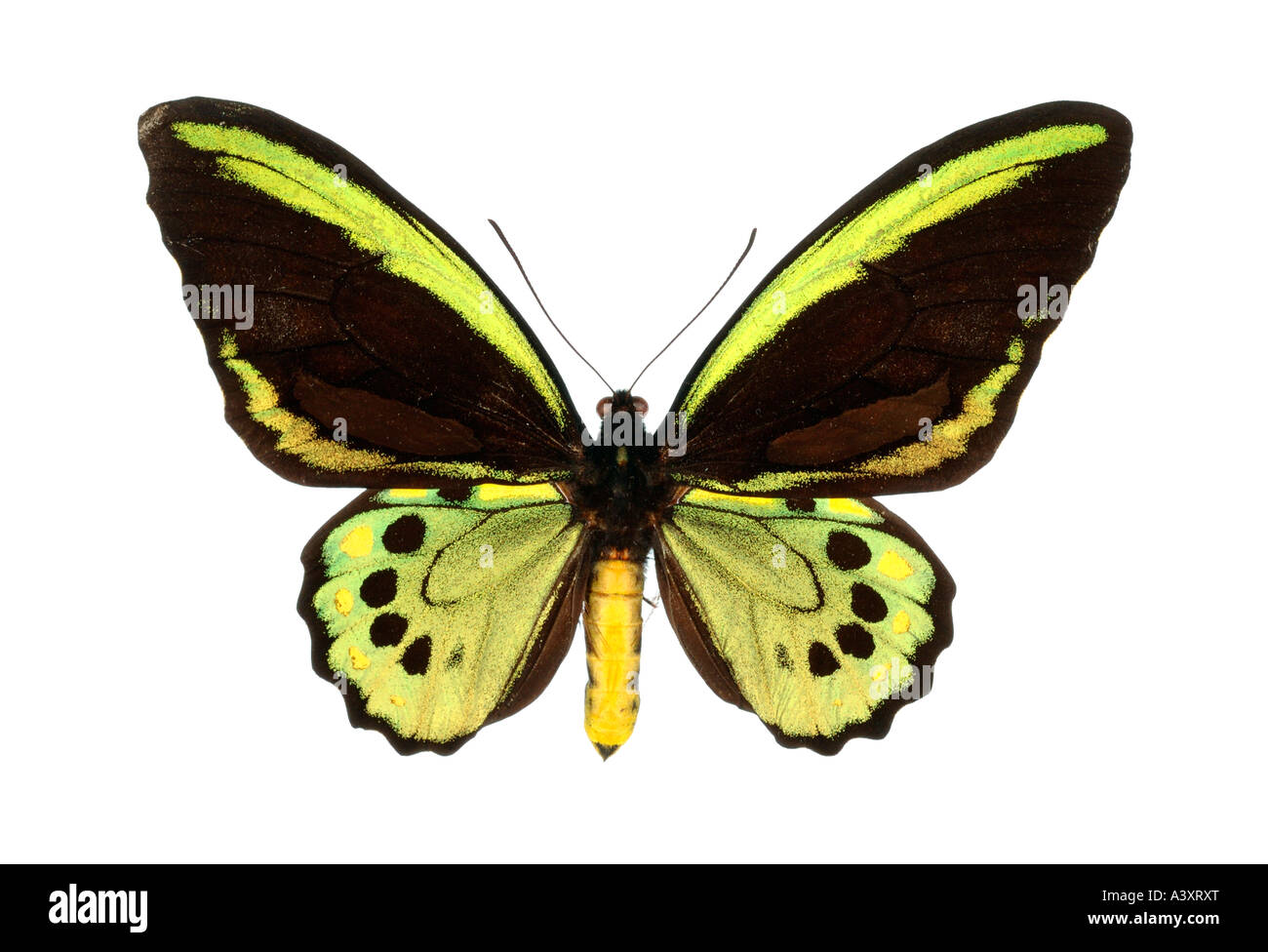 Tropical Butterfly, Viewed From Top Down On White Background Stock ...