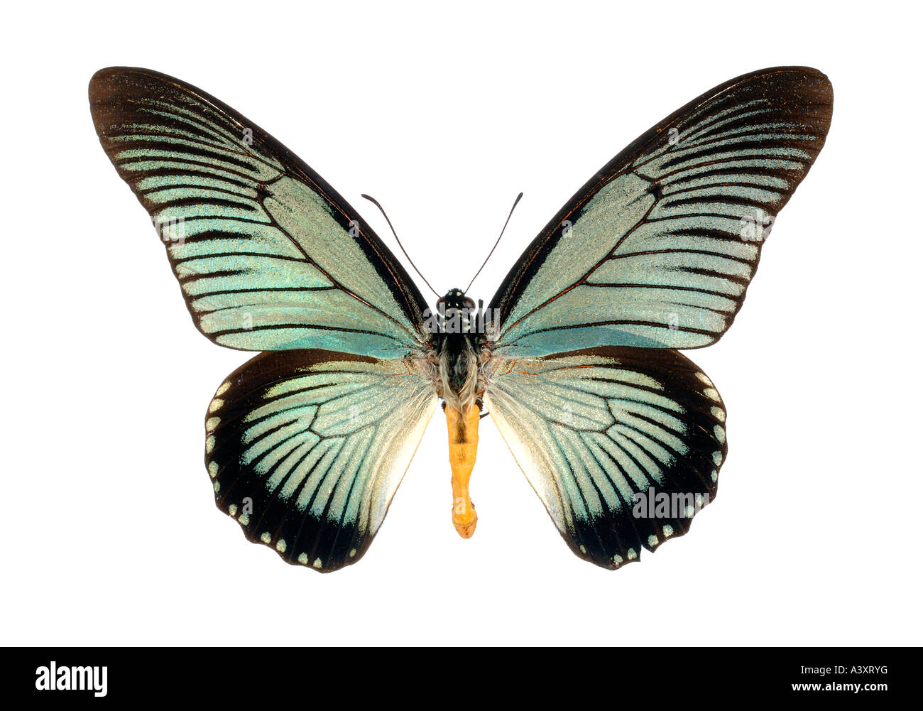 Tropical Butterfly, Viewed From Top Down On White Background Stock ...