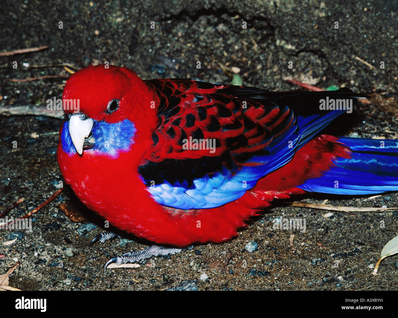 Lowry mountain parrot hi-res stock photography and images - Alamy