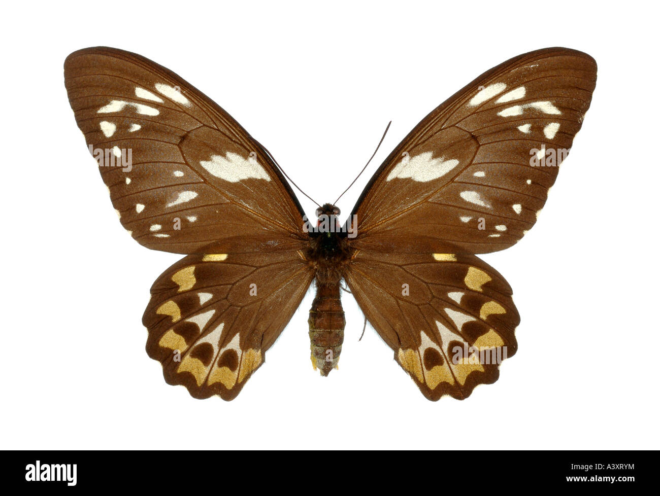 White brown butterfly Cut Out Stock Images & Pictures - Alamy