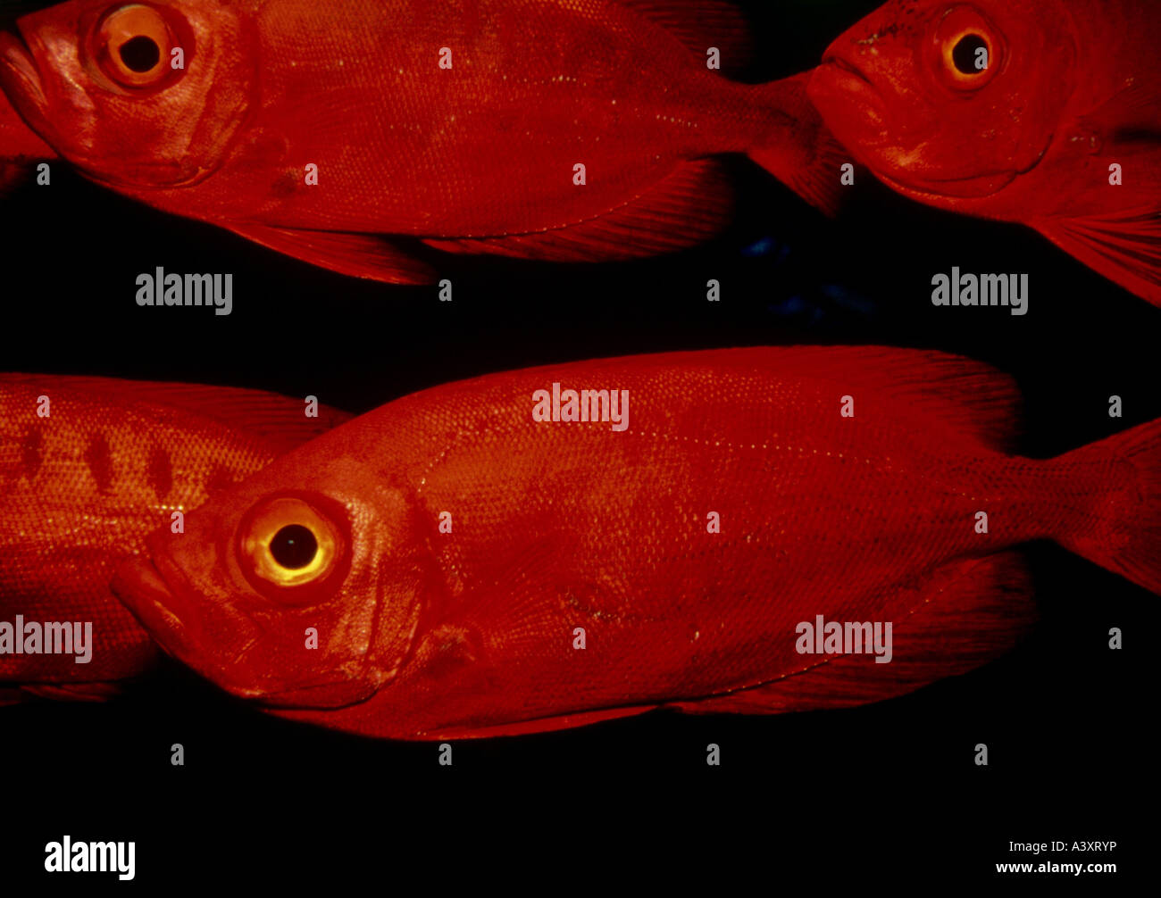 Bigeye scad hi-res stock photography and images - Alamy