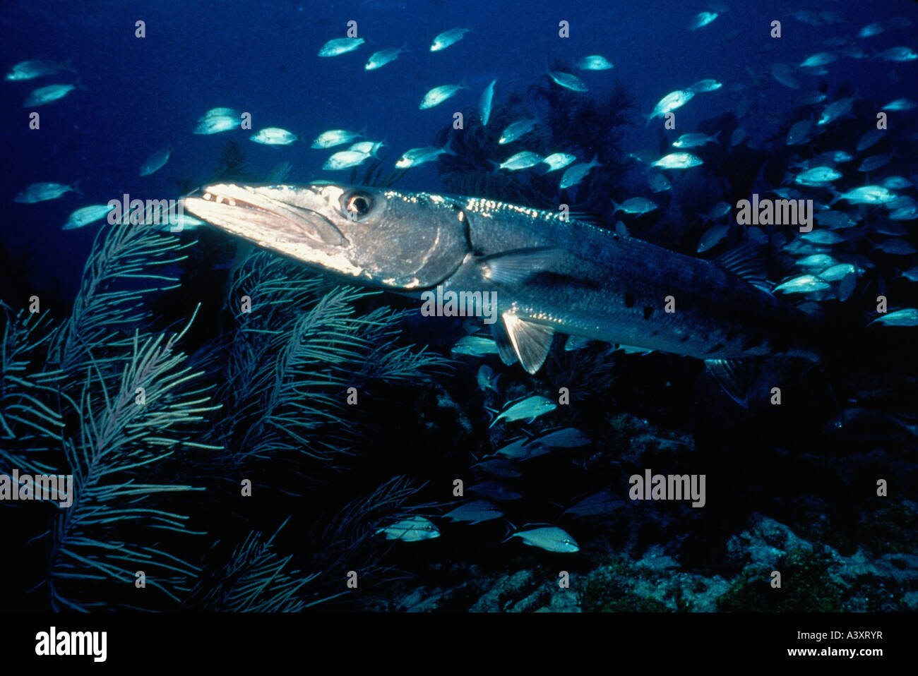 zoology / animals, fish, Barracuda, Great Barracuda, (Sphyraena ...