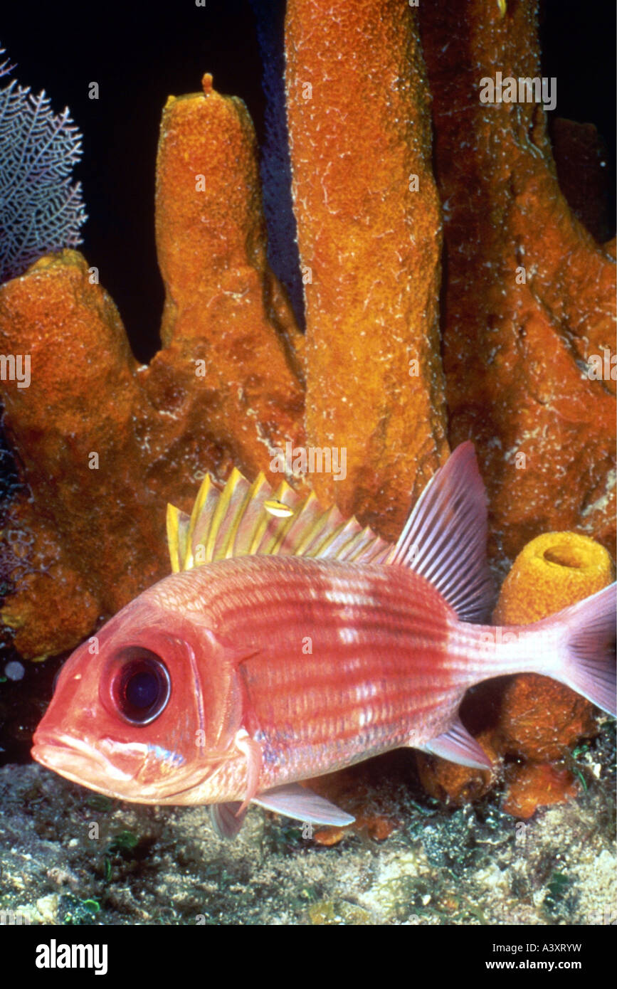 Tube Eye Fish High Resolution Stock Photography and Images - Alamy