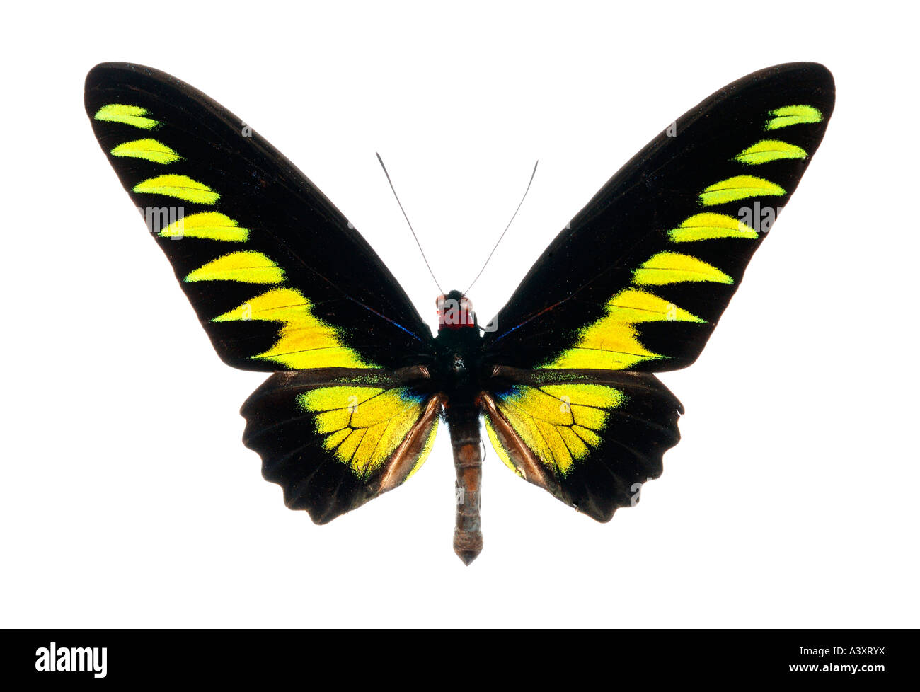 Tropical Butterfly, Viewed From Top Down On White Background Stock ...