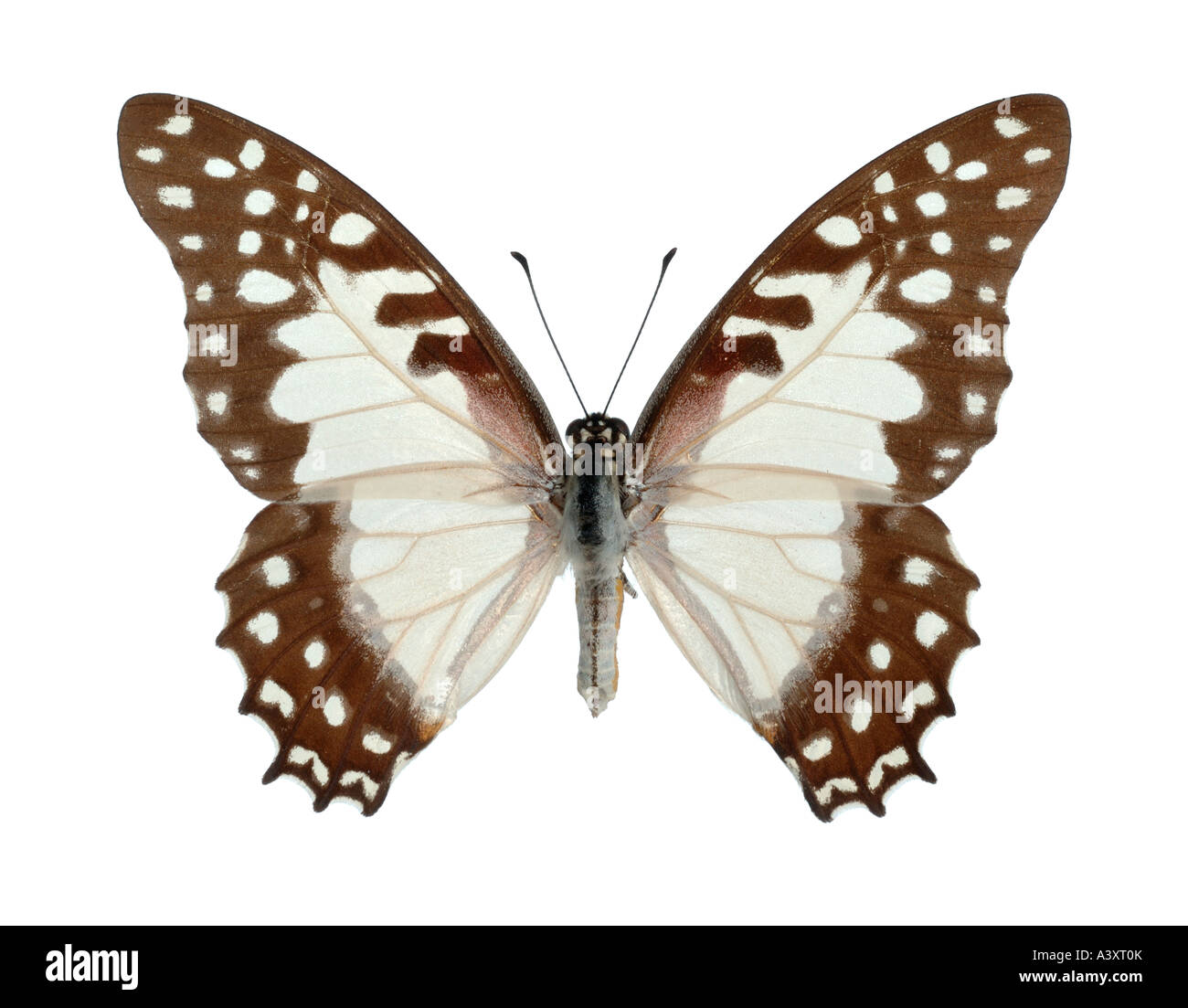 Tropical Butterfly, Viewed From Top Down On White Background Stock ...
