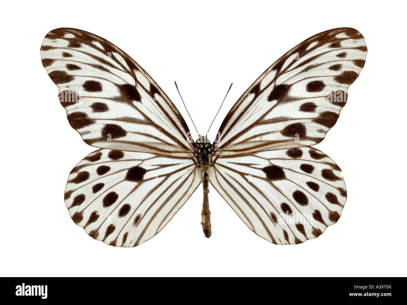 Tropical Butterfly, Viewed From Top Down On White Background Stock ...