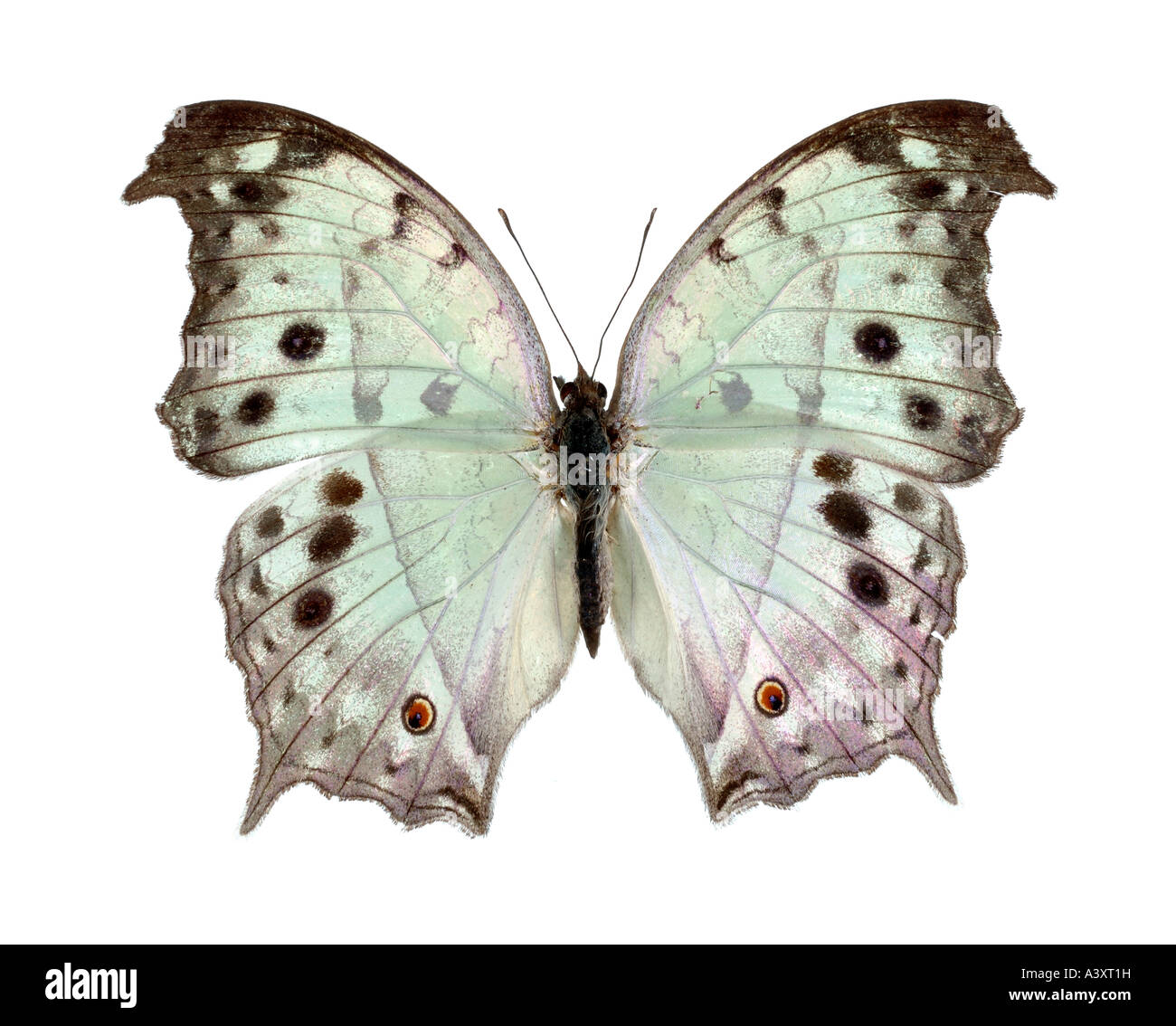 Tropical Butterfly, Viewed From Top Down On White Background Stock ...