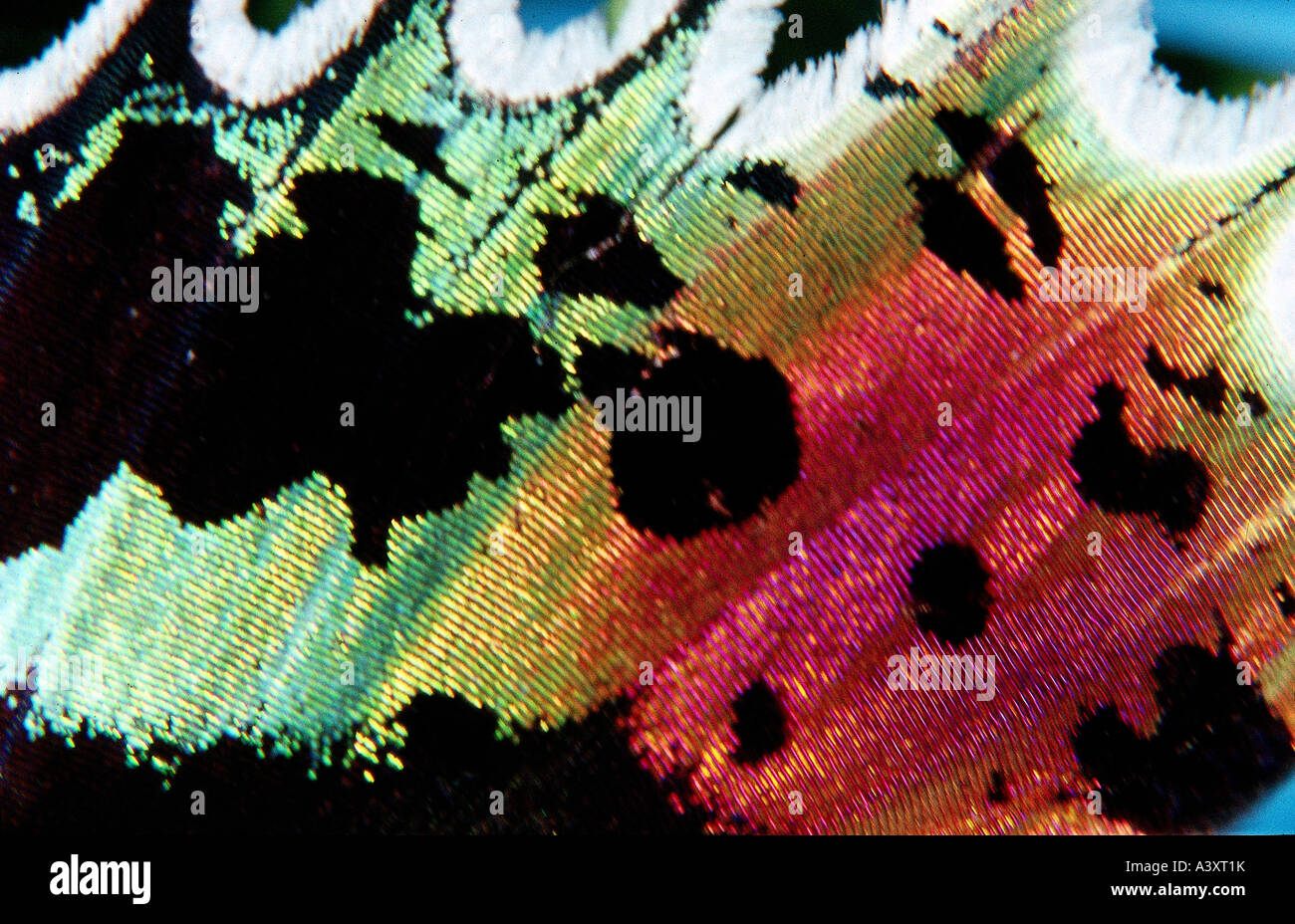 zoology / animals, insect, butterflies, Sunset Moth, (Urania ripheus ...