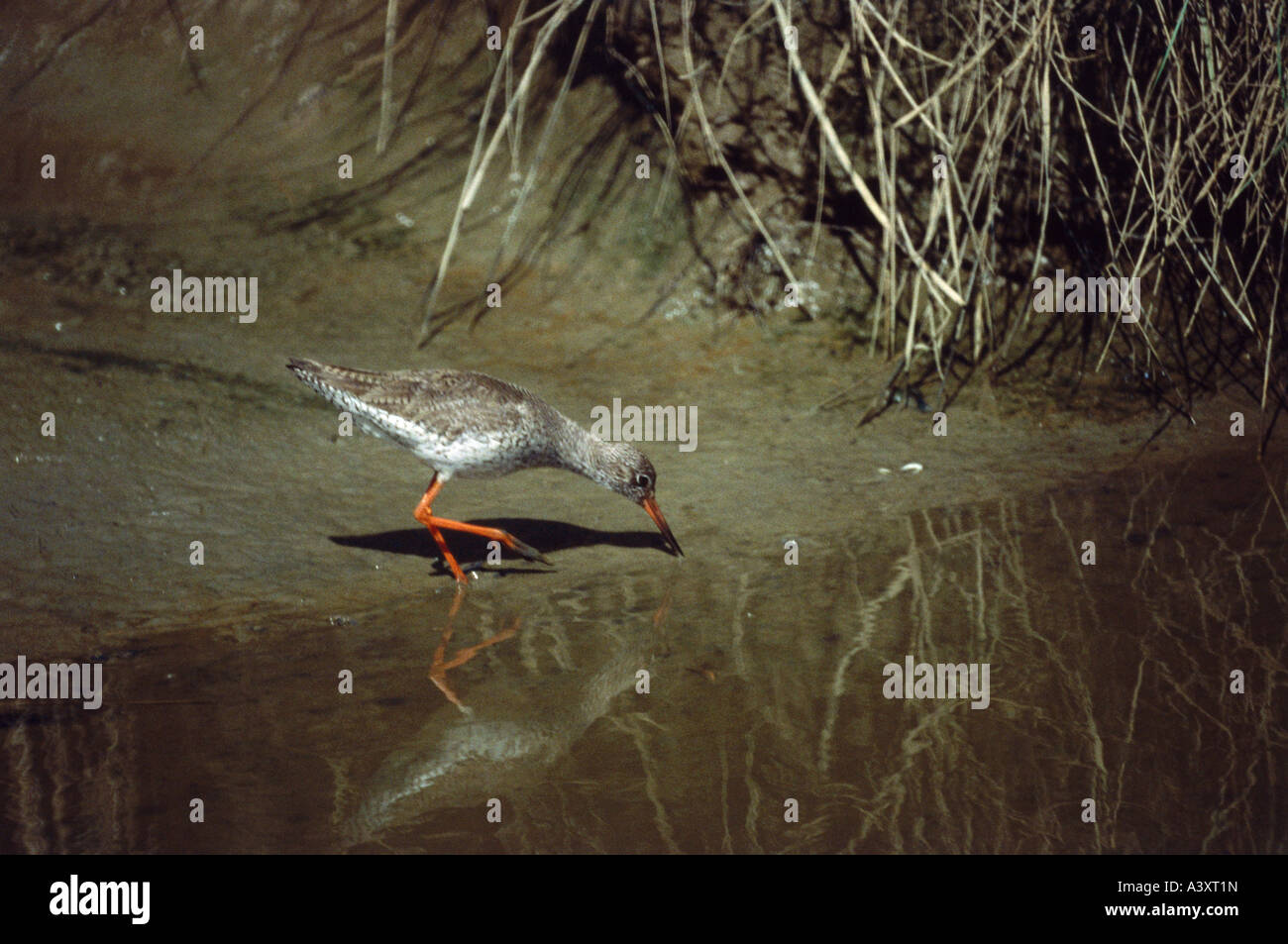 zoology / animals, avian / birds, Common Redshank, (Tringa totanus ...