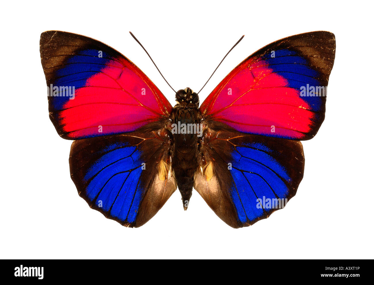 Tropical Butterfly, Viewed From Top Down On White Background Stock ...