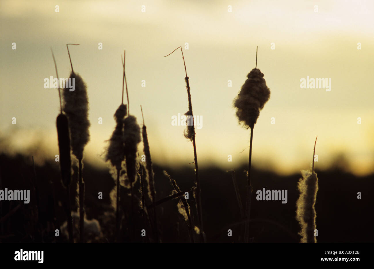 Bullrush flower hi-res stock photography and images - Alamy