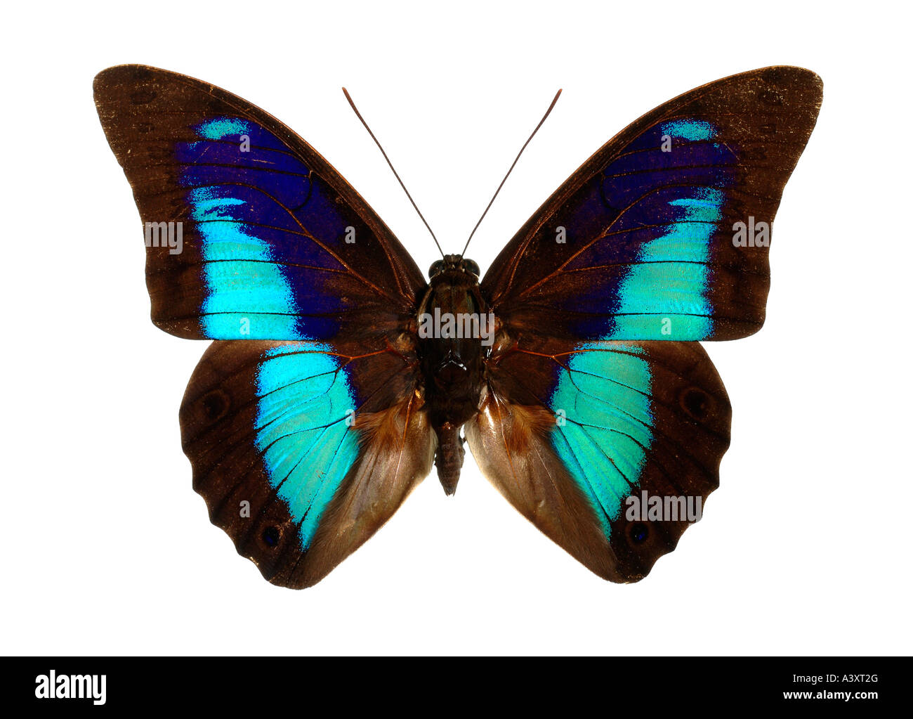 Tropical butterfly hi-res stock photography and images - Alamy