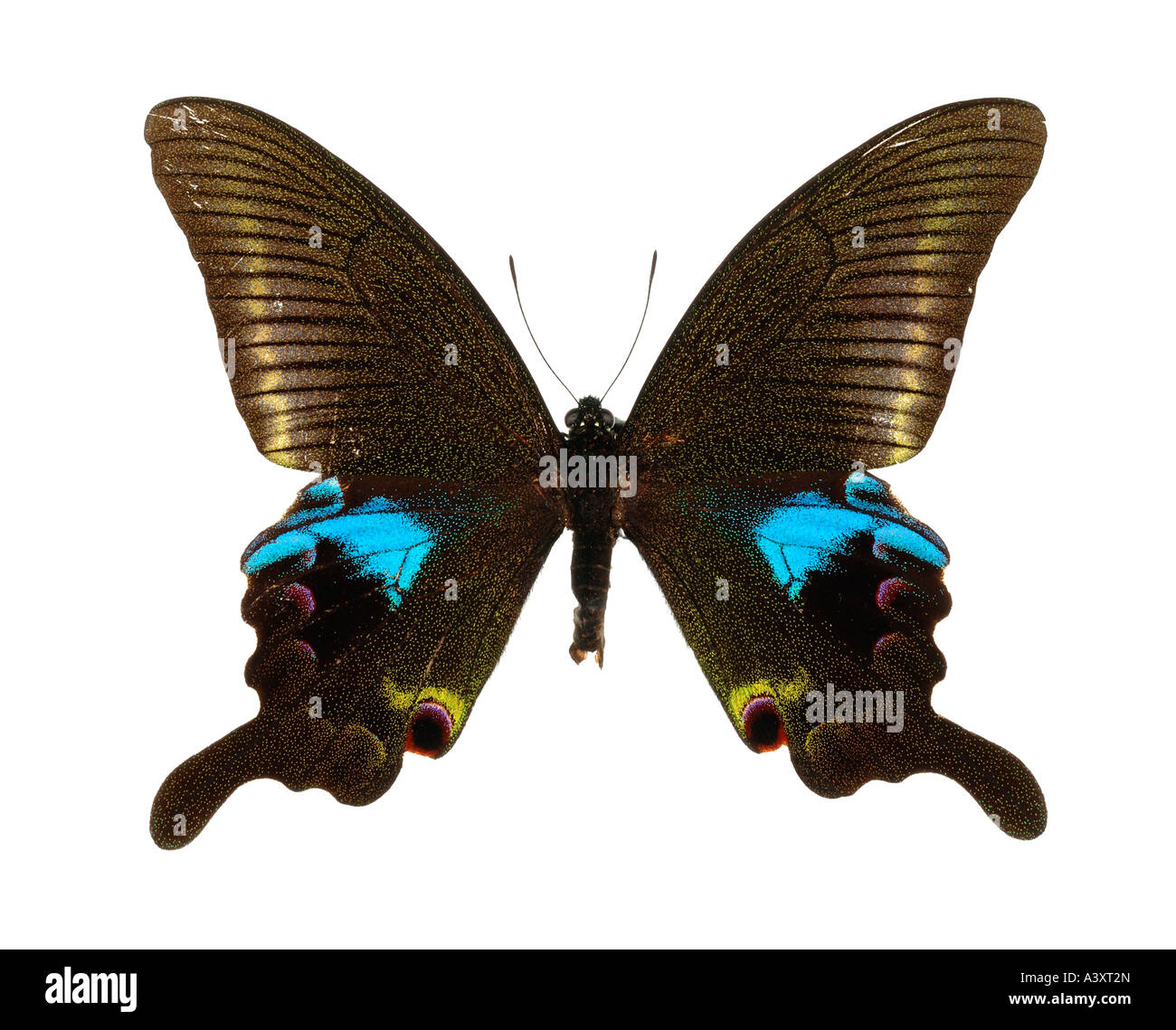 Tropical Butterfly, Viewed From Top Down On White Background Stock ...