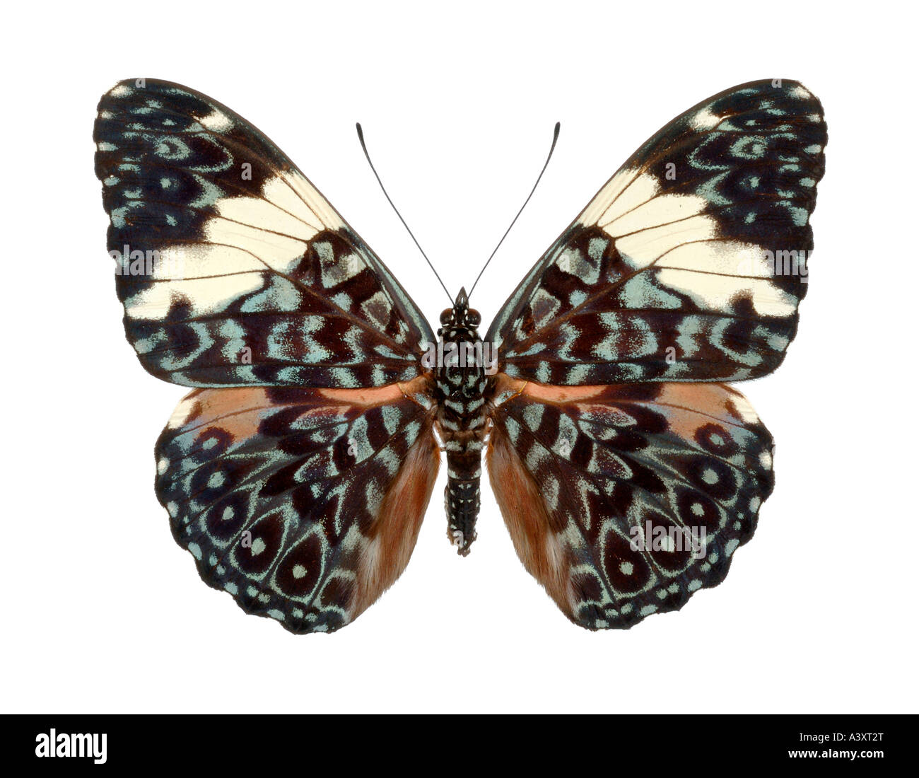 Tropical Butterfly, Viewed From Top Down On White Background Stock ...