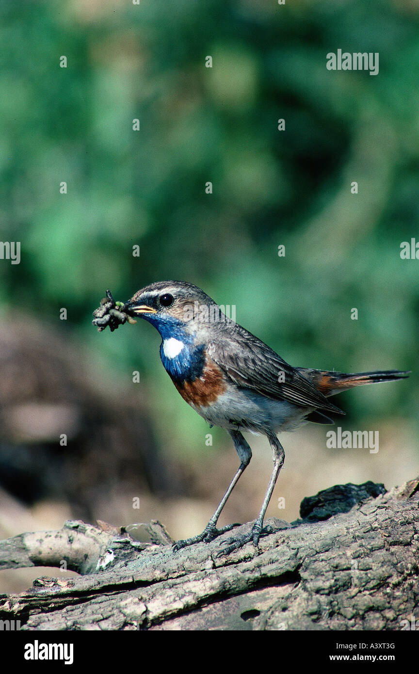 zoology / animals, avian / birds, Bluethroat, (Luscinia svecica ...