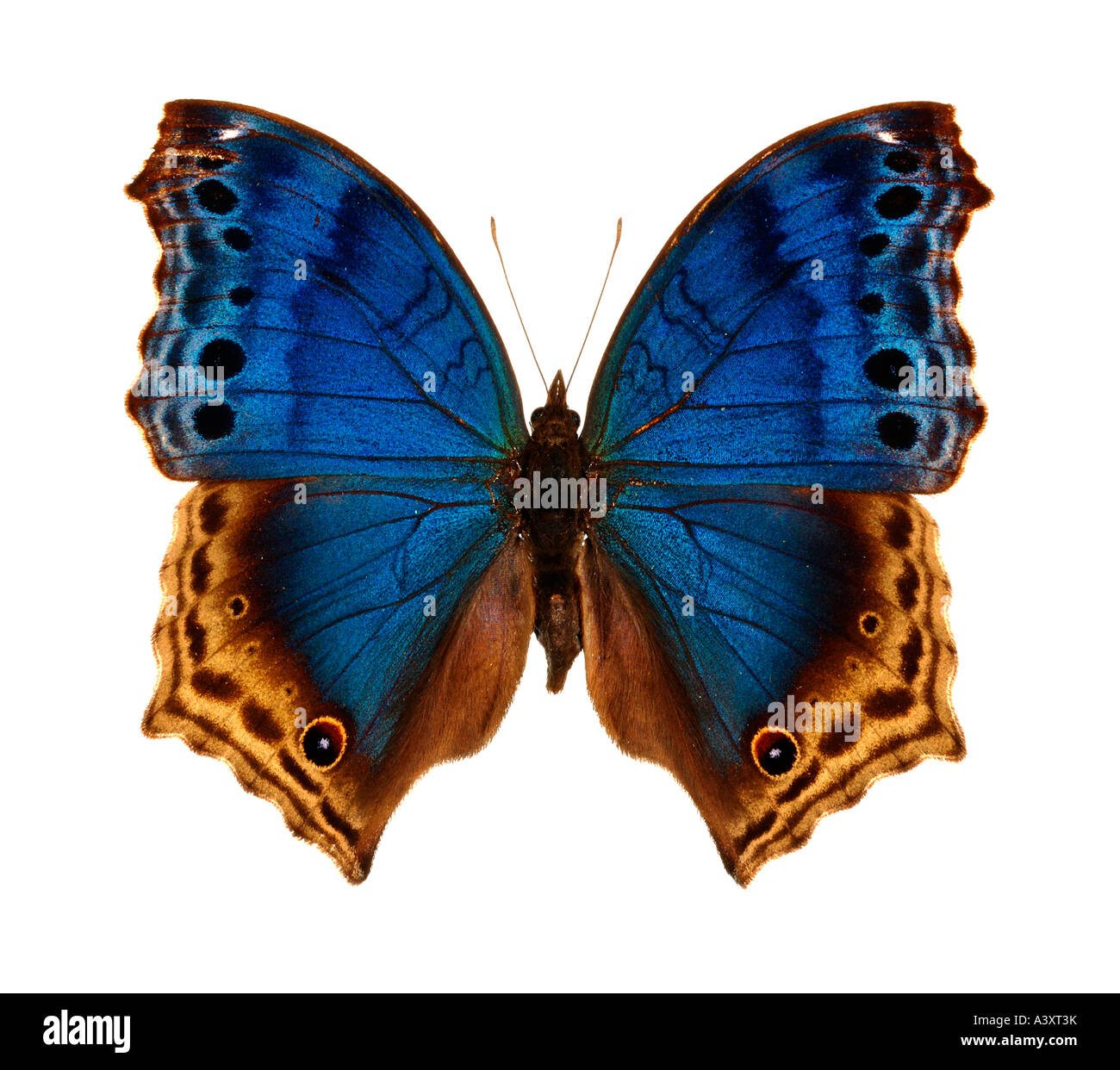 Tropical Butterfly, Viewed From Top Down On White Background Stock ...