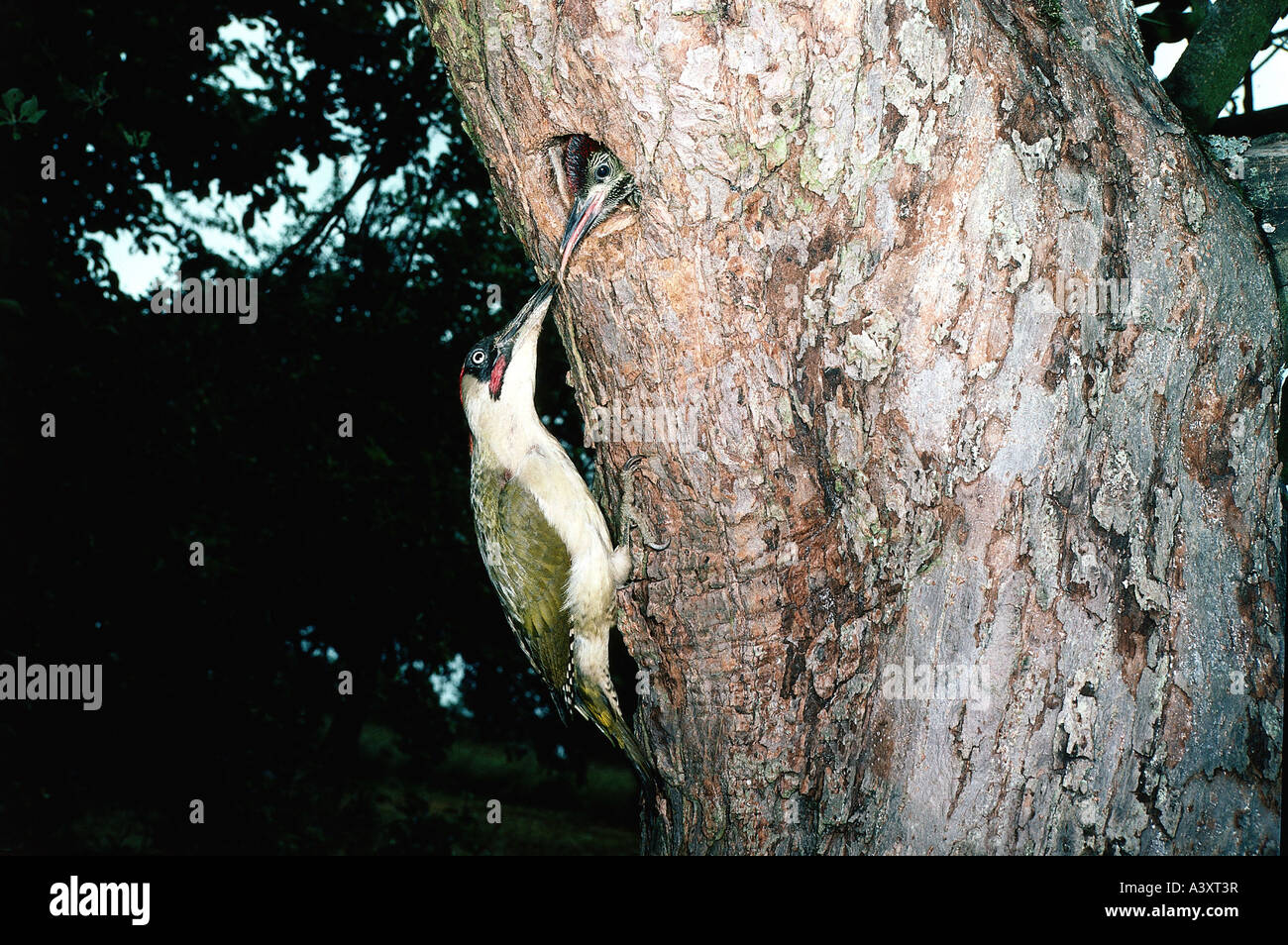 zoology / animals, avian / bird, Green Woodpecker, (Picus viridis), at ...