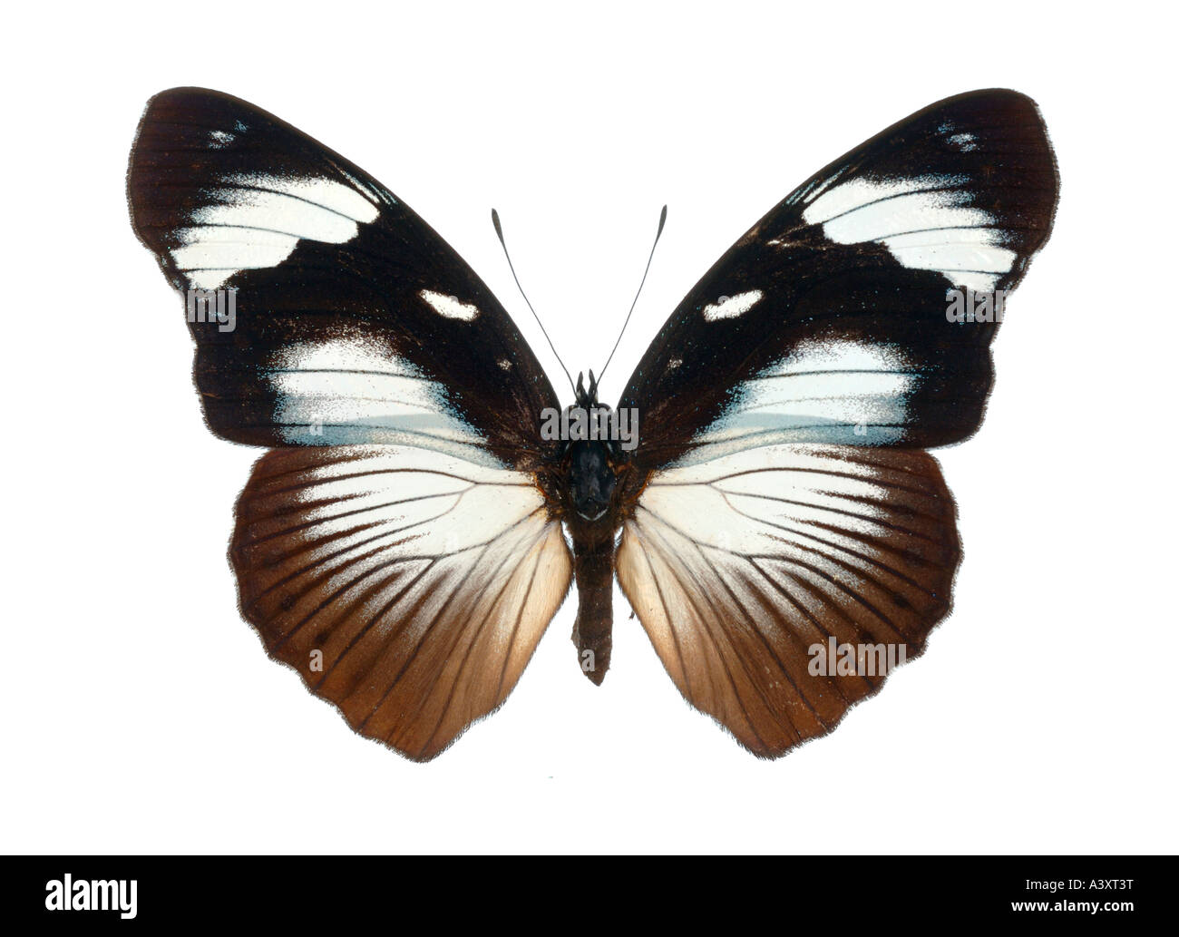 Tropical Butterfly, Viewed From Top Down On White Background Stock ...