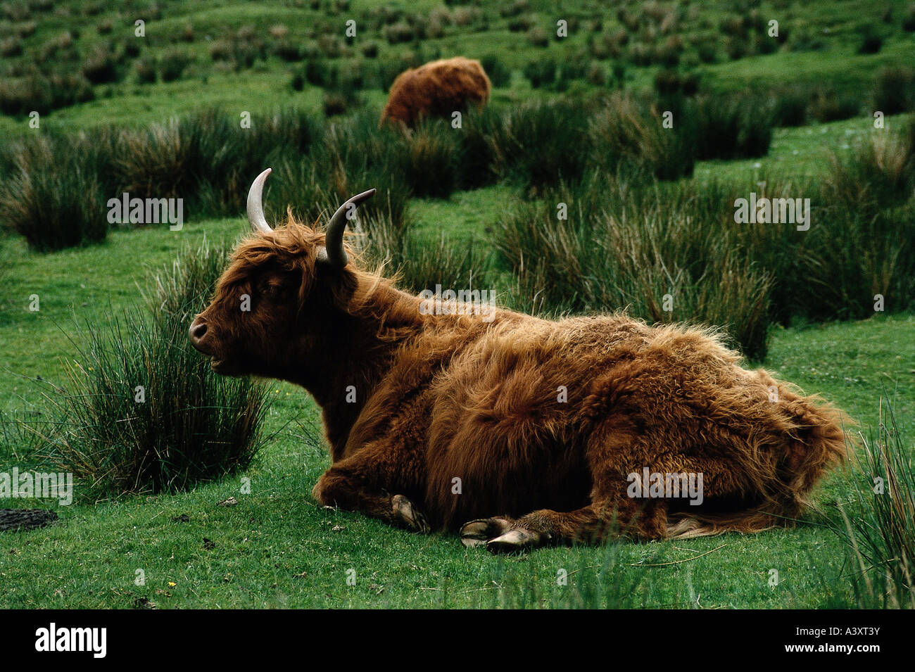 zoology / animals, mammal / mammalian, cattle, (Bos), cattle, (Bos ...