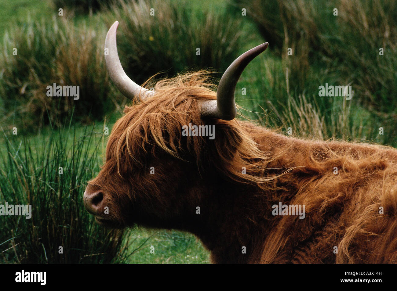 zoology / animals, mammal / mammalian, cattle, (Bos), cattle, (Bos ...