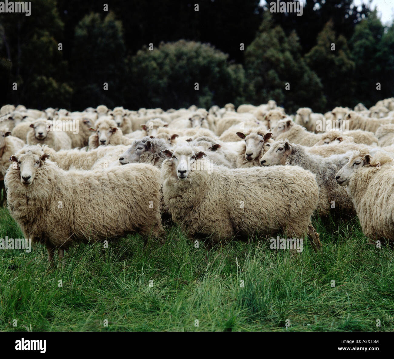 zoology / animals, mammal / mammalian, sheep, (Ovis), Skudde, herd of ...