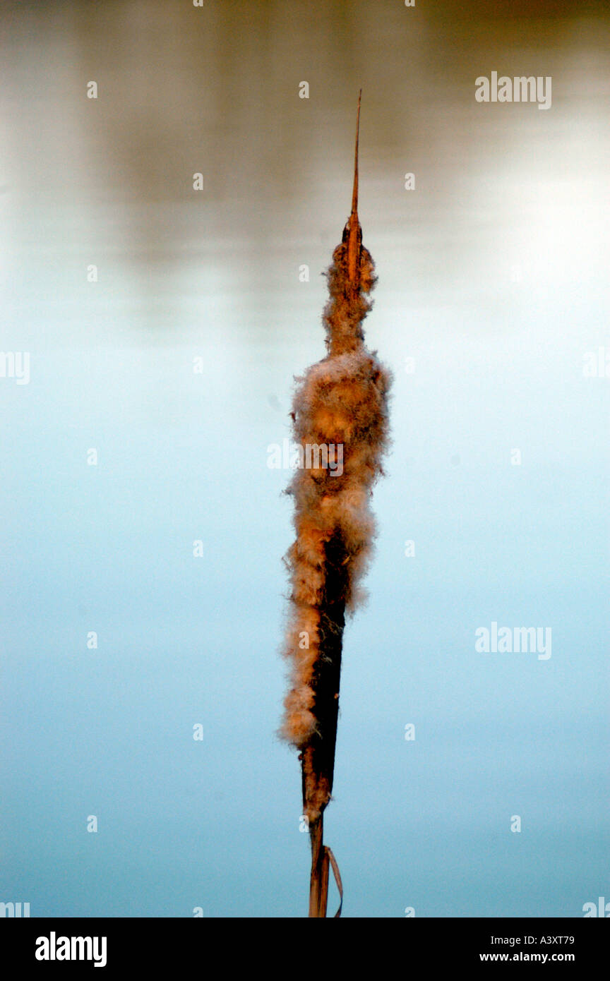 Bullrushes in background hi-res stock photography and images - Alamy