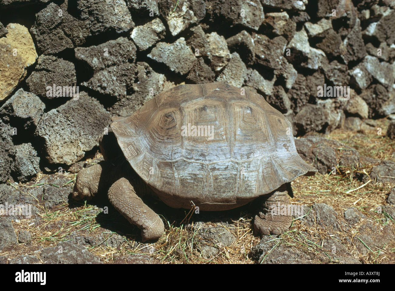 zoology / animals, reptiles, turtles, Galapagos tortoise, (Chelonoidis ...