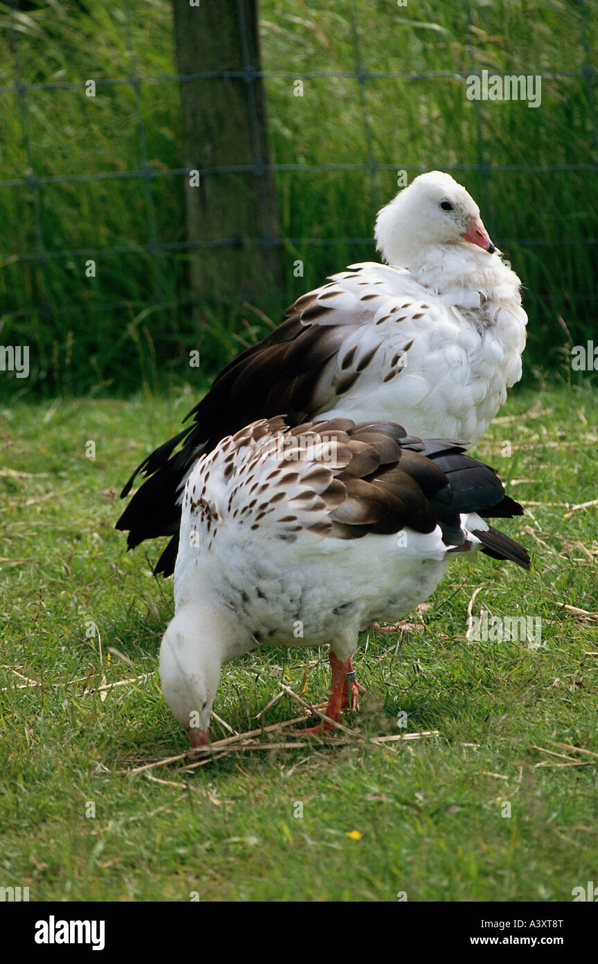 zoology / animals, avian / birds, Andean Goose, (Chloephaga melanoptera ...