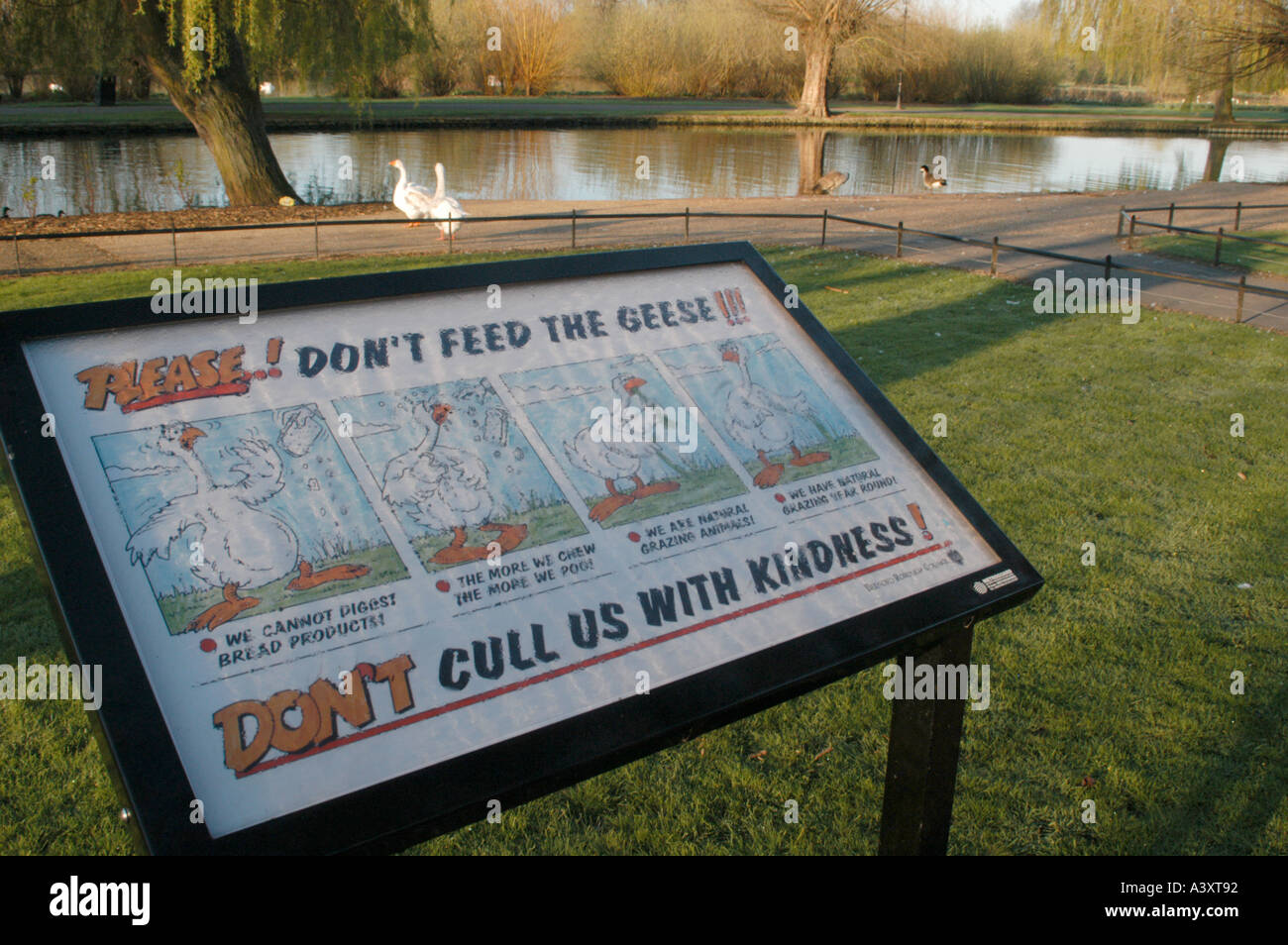 culling warning sign about feeding geese by river embankment bedford uk ...