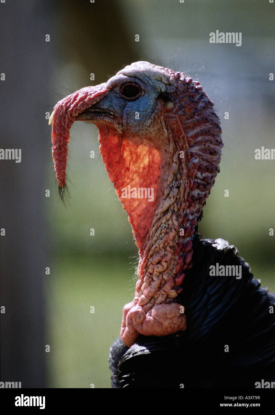 zoology / animals, avian / birds, Wild Turkey, (Meleagris gallopavo ...