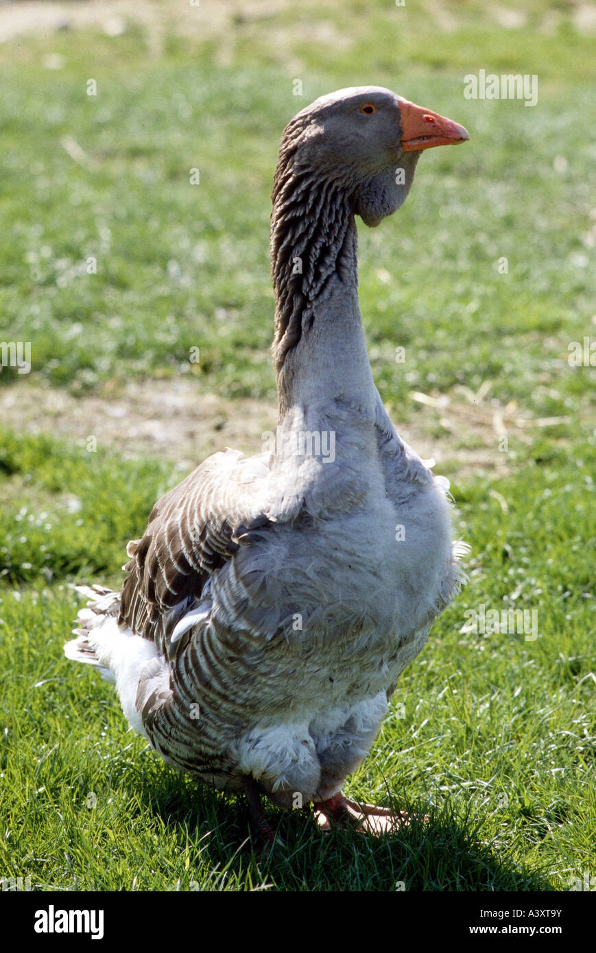 zoology / animals, avian / birds, domesticated goose, (Anser anser f ...