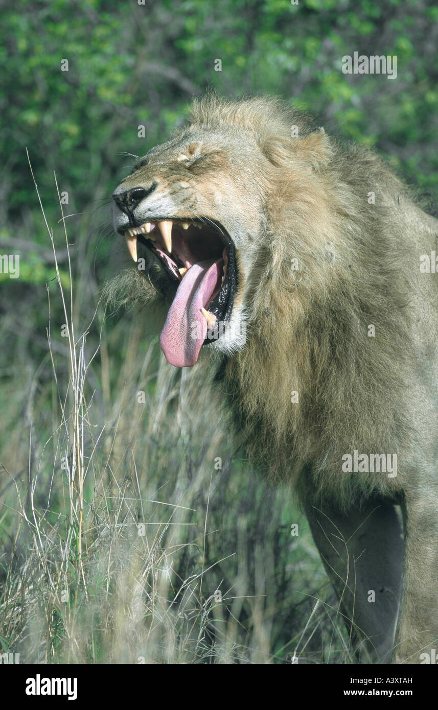 lion (Panthera leo), curling lips, South Africa Stock Photo - Alamy