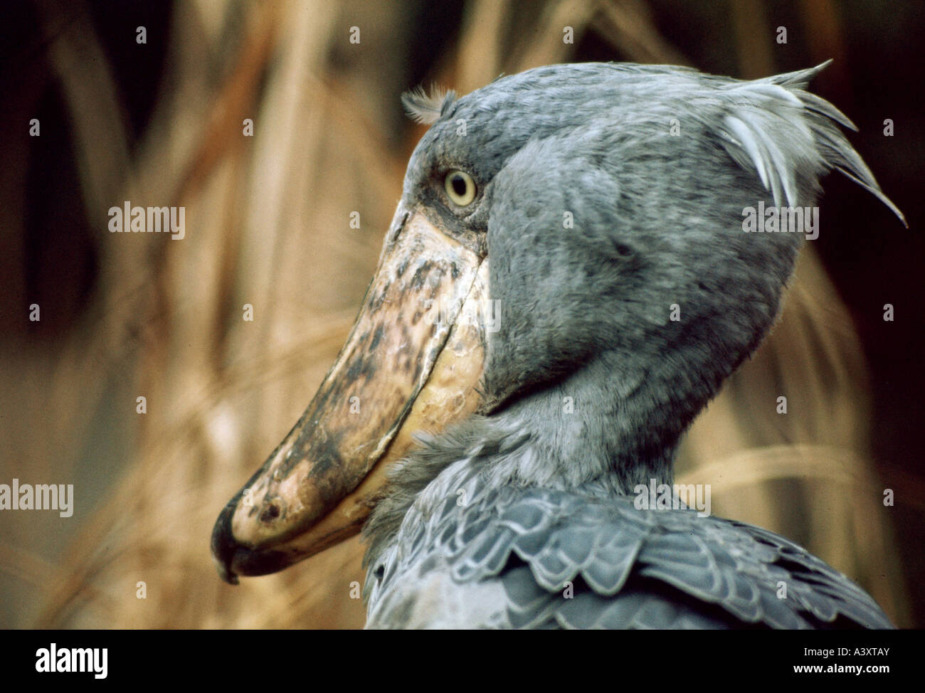 Balaeniceps rex central africa hi-res stock photography and images - Alamy