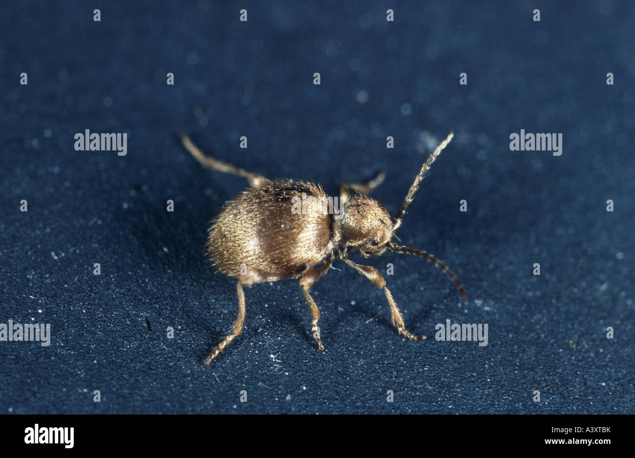 golden spider beetle (Niptus hololeucus), imago Stock Photo - Alamy