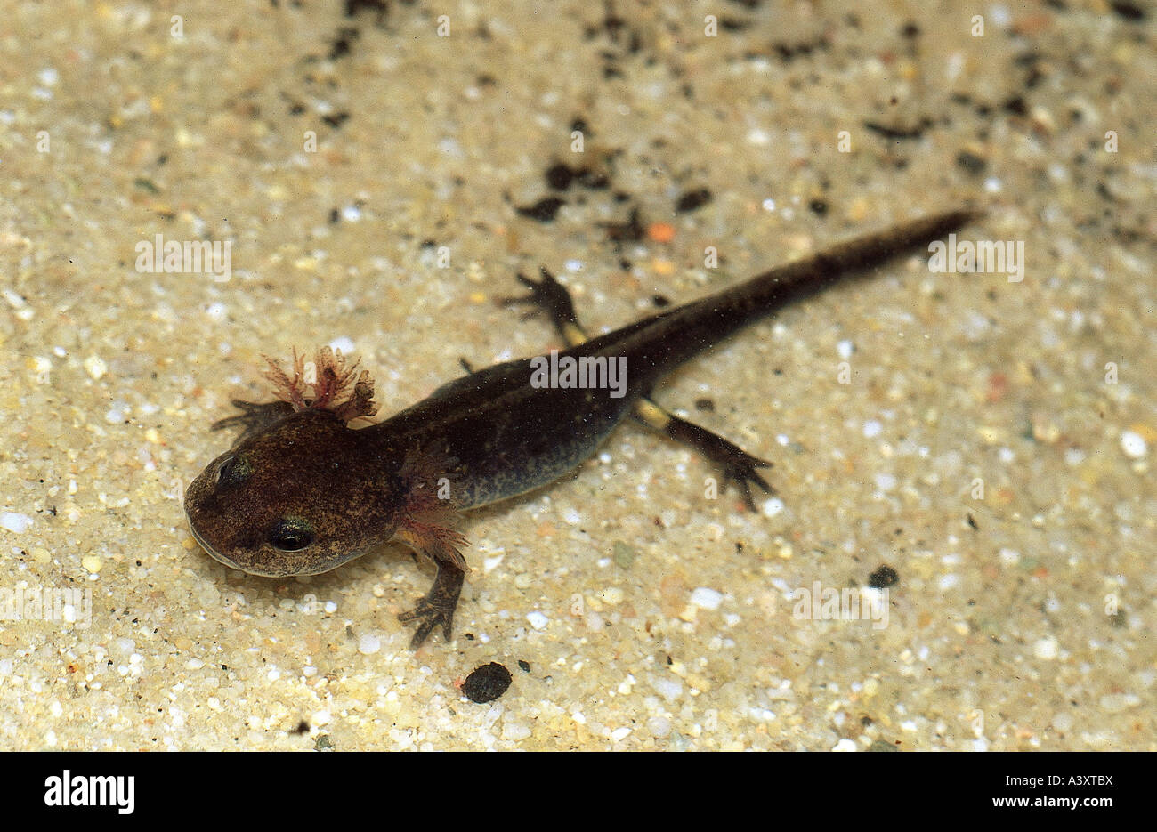 zoology / animals, amphibian, salamander, development, Fire Salamander ...