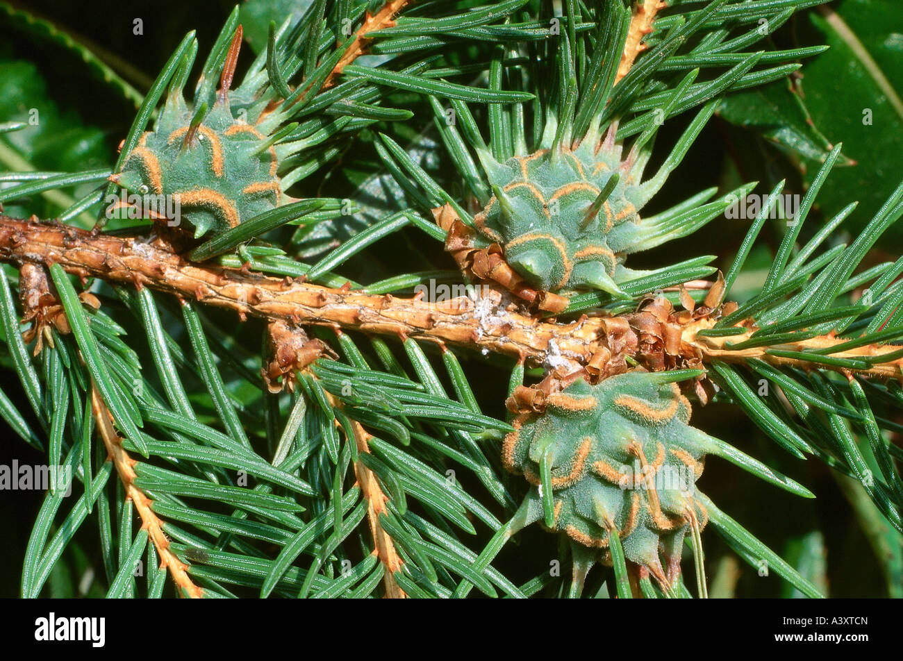 Eastern spruce gall adelgid hi-res stock photography and images - Alamy