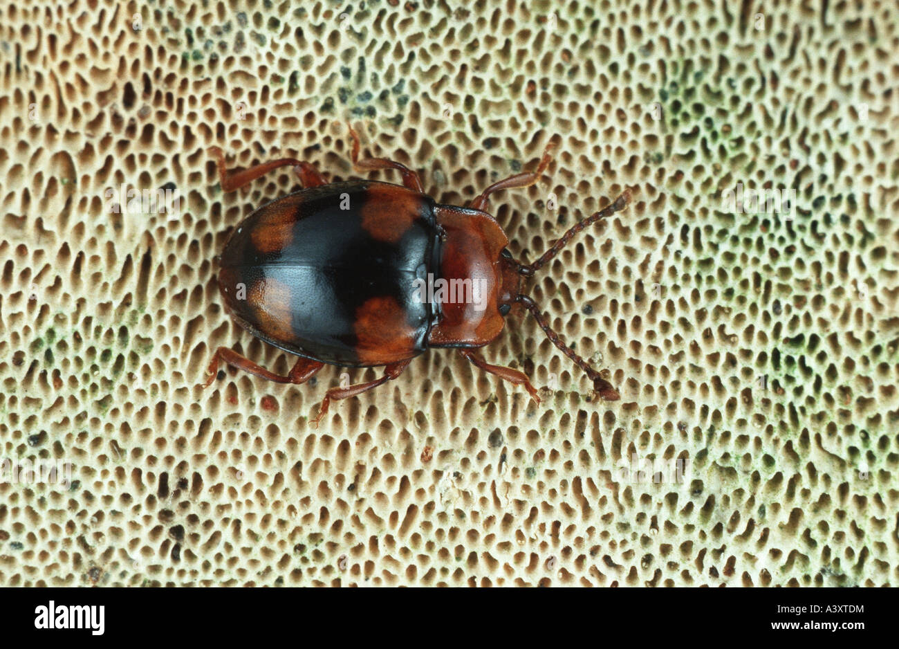 fungus beetle (Mycetina apicalis), imago Stock Photo - Alamy