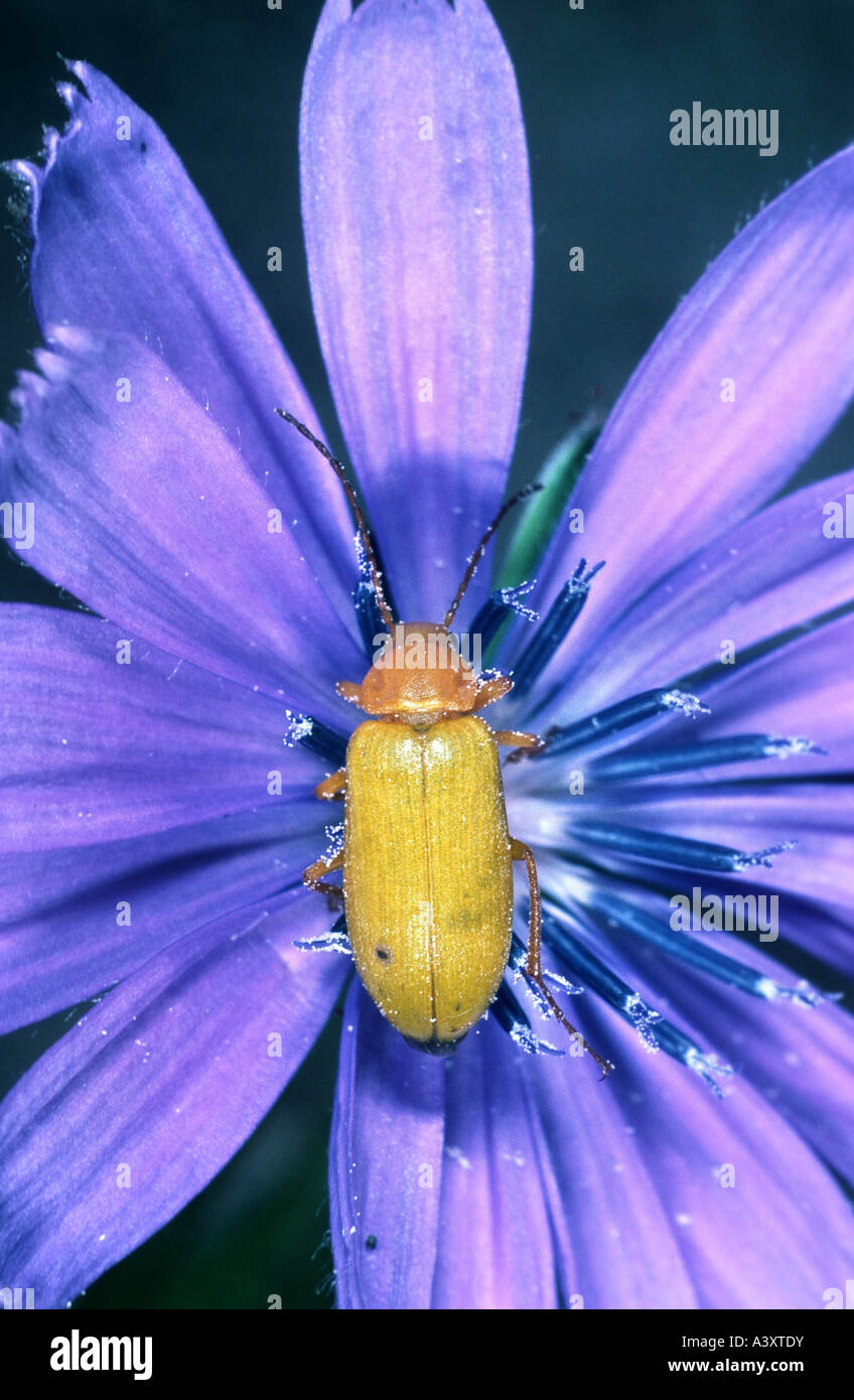 beetle (Cteniopus flavus), imago Stock Photo - Alamy