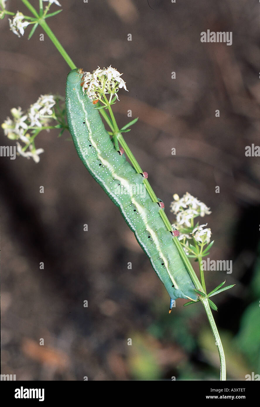 zoology / animals, insect, butterflies, Hummingbird Hawk-moth ...