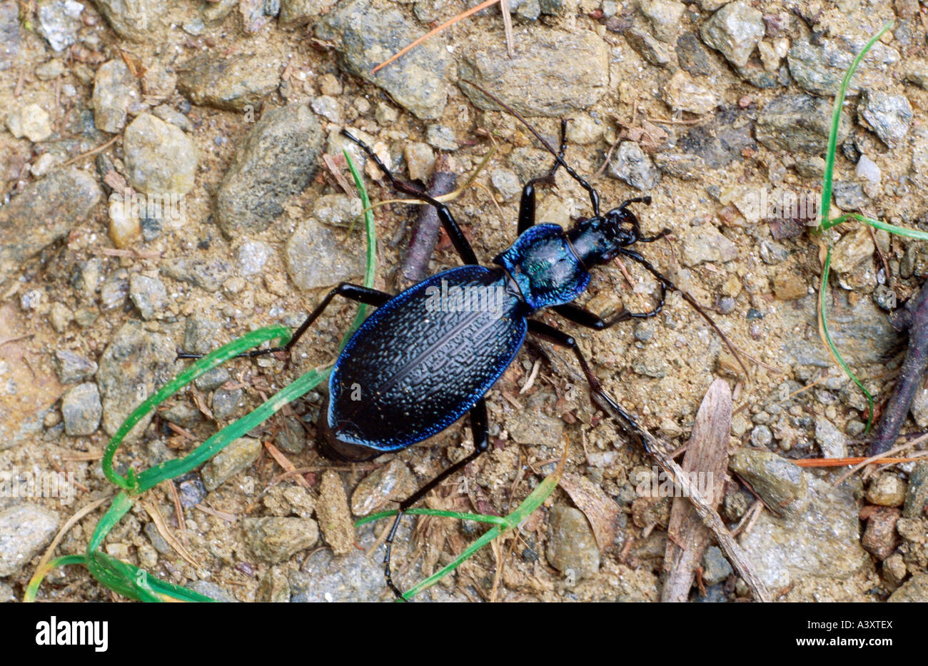 zoology / animals, insect, beetles, Carabus coriaceus, on stony ground ...