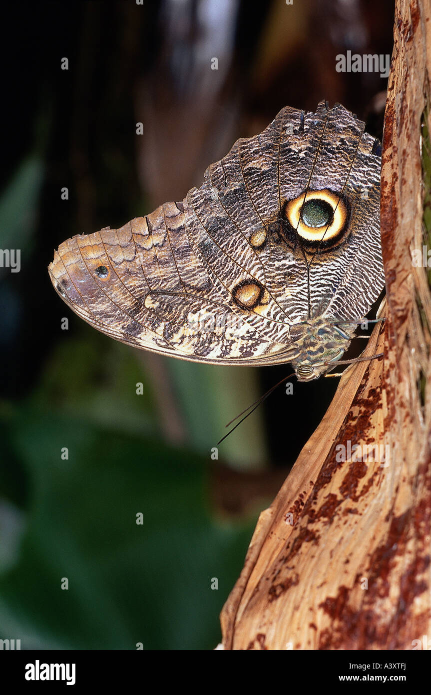 zoology / animals, insect, butterflies, Owl Eye, (caligo eurilochus ...